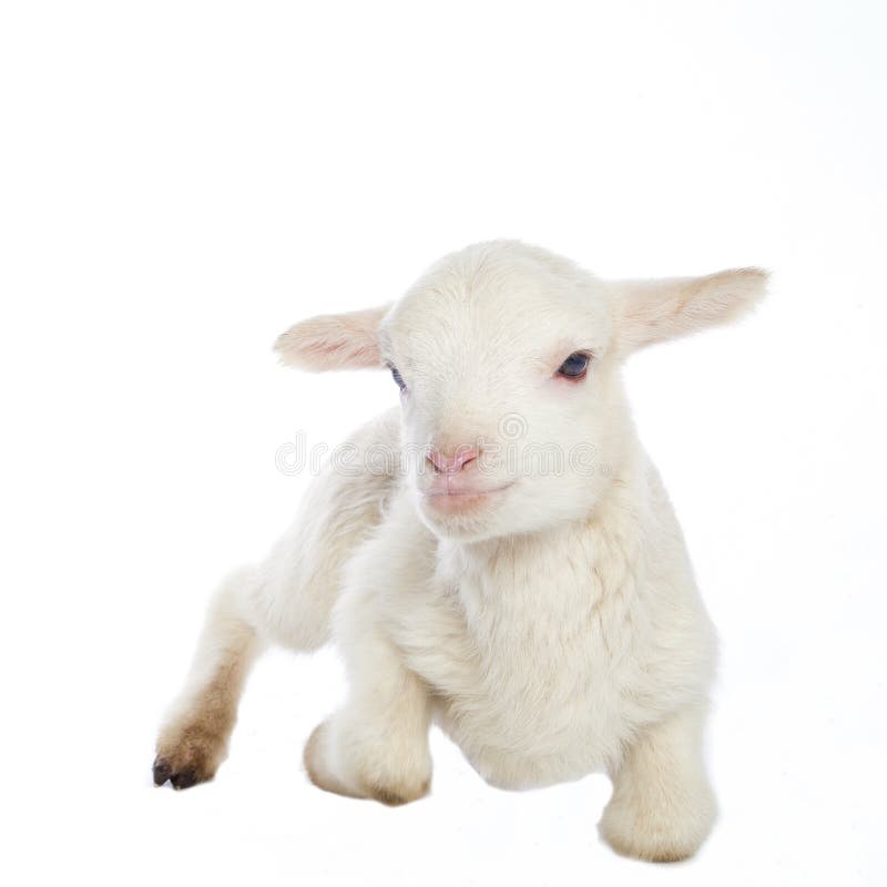 Cordero blanco del bebé imagen de archivo. Imagen de primavera - 65100483