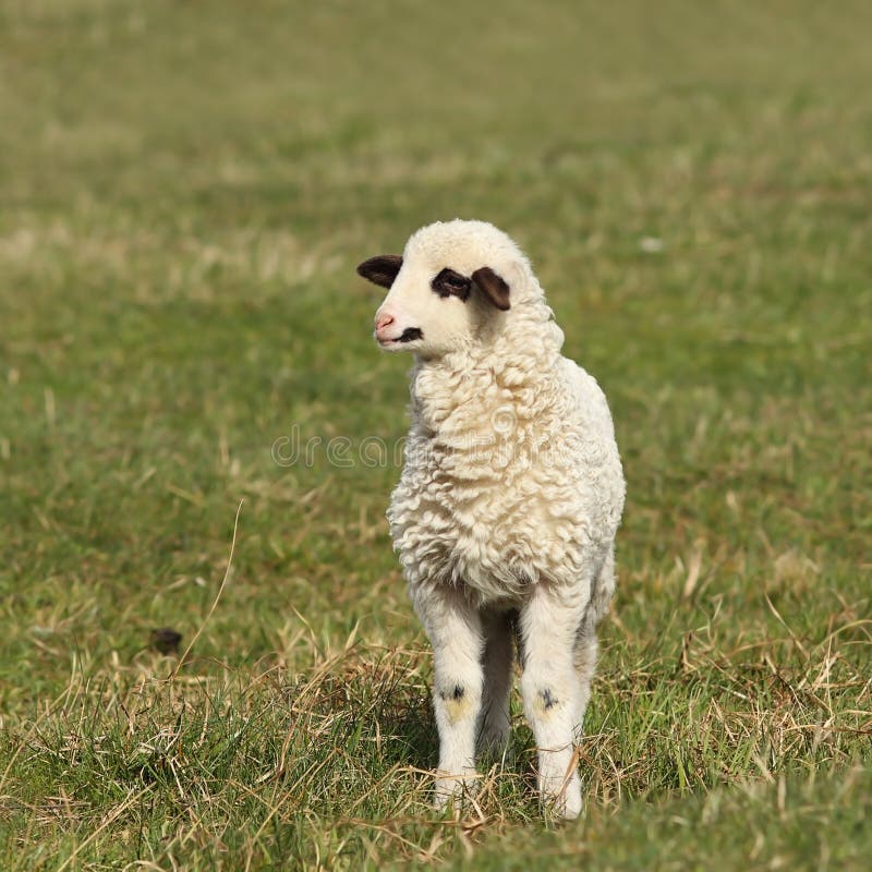 Retrato blanco del cordero foto de archivo. Imagen de granja - 61410302