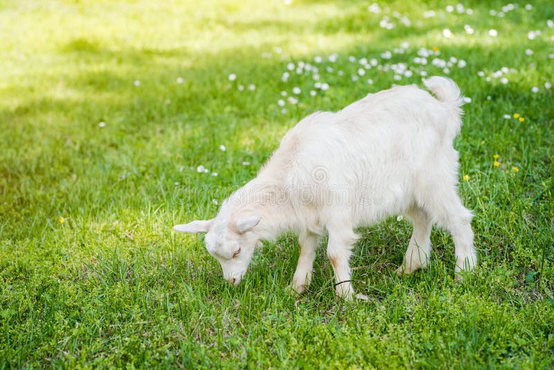 Cordero Blanco En Un Pasto En Un Prado Verde Imagen de archivo - Imagen ...