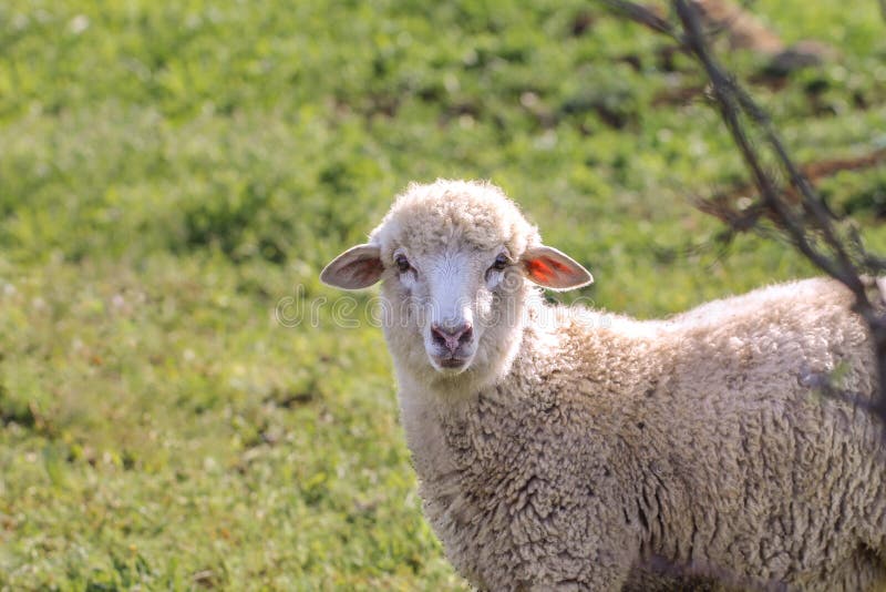 Perfil De Un Cordero Imagen. Imagen: 2502041