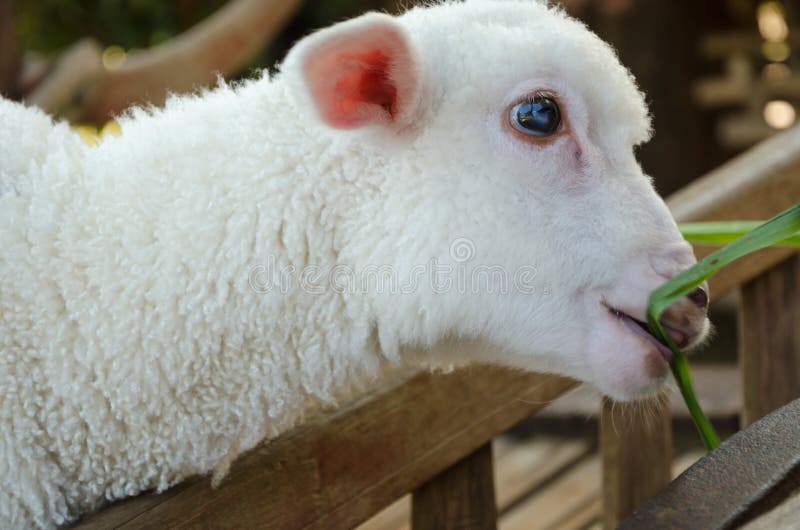 Cordero blanco imagen de archivo. Imagen de lindo, inocente - 37086743