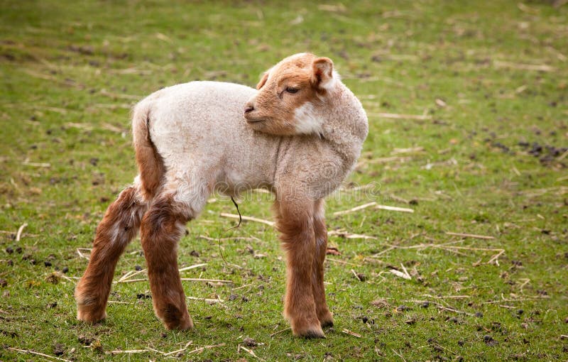 Cordero del bebé imagen de archivo. Imagen de ovejas - 17953187