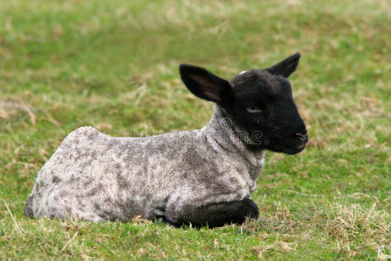 Cordero del bebé imagen de archivo. Imagen de adorable - 684177