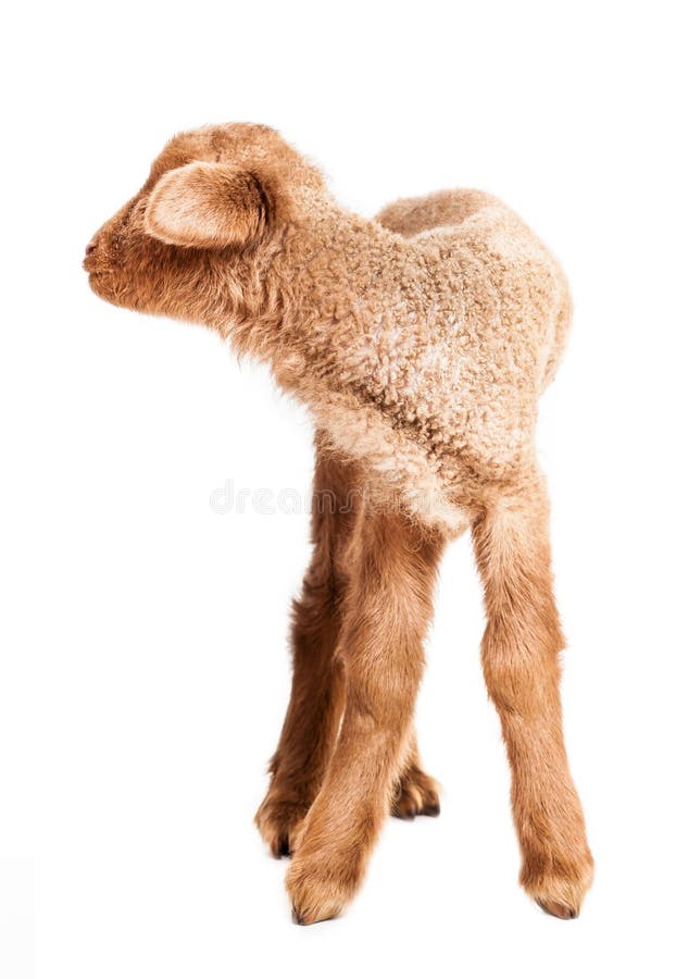 Cordero Del Bebé Aislado En El Fondo Blanco Foto de archivo - Imagen de ...