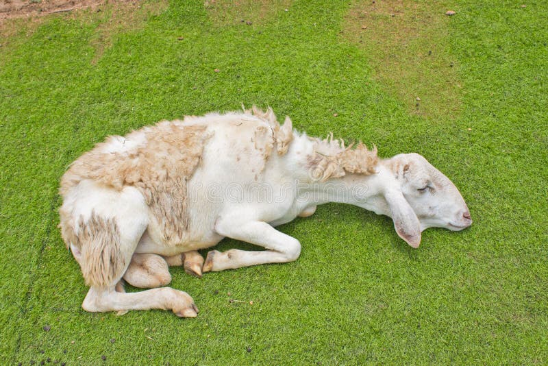 Enfermedad de las ovejas imagen de archivo. Imagen de animal - 38295721