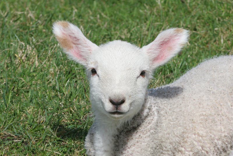 Cara de un cordero joven foto de archivo. Imagen de animales - 18081180