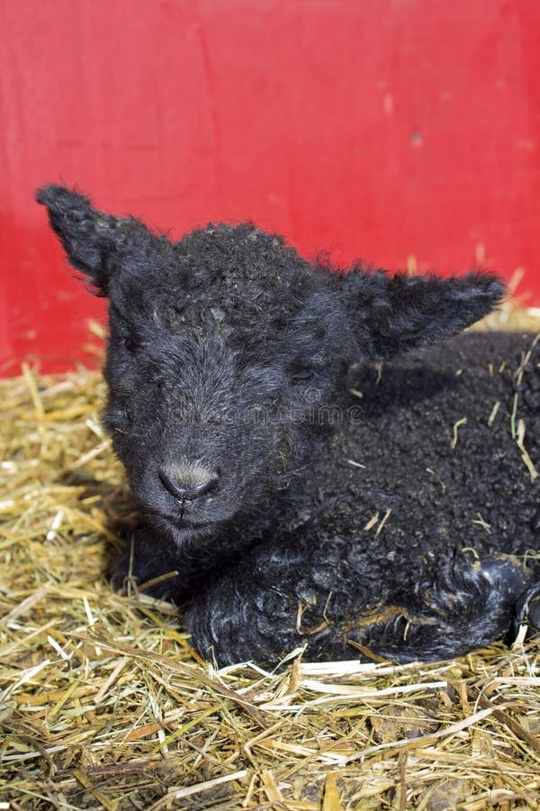 Cordero negro imagen de archivo. Imagen de doméstico - 223677801