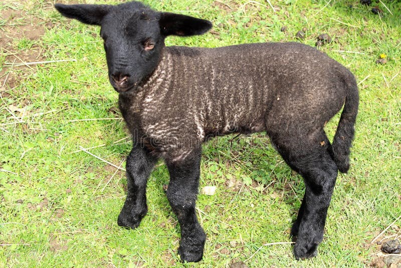 Cordero de Suffolk foto de archivo. Imagen de cara, mamífero - 42725478
