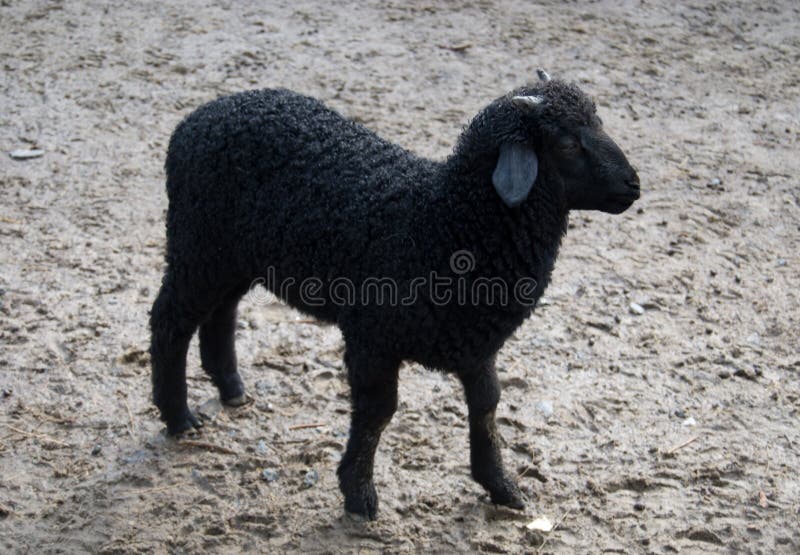 Cordero negro foto de archivo. Imagen de granja, pascua - 9347080