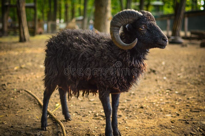 Cordero Negro Lindo Con Los Cuernos Imagen de archivo - Imagen de lindo ...