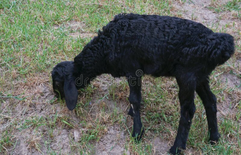 Cordero negro imagen de archivo. Imagen de doméstico - 223677801