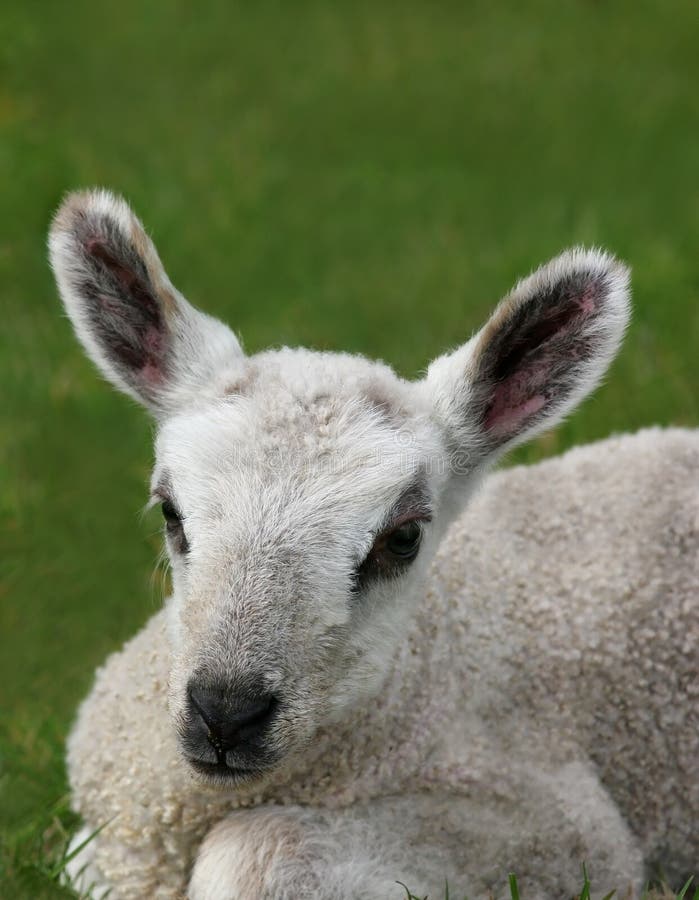 Cordero Bebé imagen de archivo. Imagen de adorable, animales - 684177