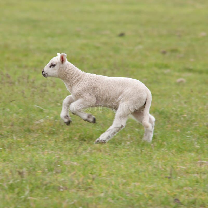 Cordero Recién Nacido En Hierba Foto de archivo - Imagen de corriendo ...