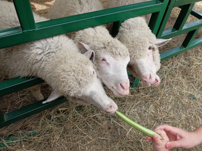 Corderos De La Raza - Merino Soviético Foto de archivo - Imagen de ...