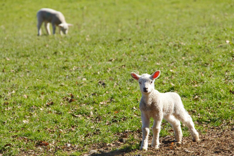 Corderos foto de archivo. Imagen de multitud, granja - 37829594
