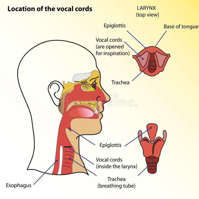 Les Maladies De Corde Vocale Illustration de Vecteur - Illustration du ...