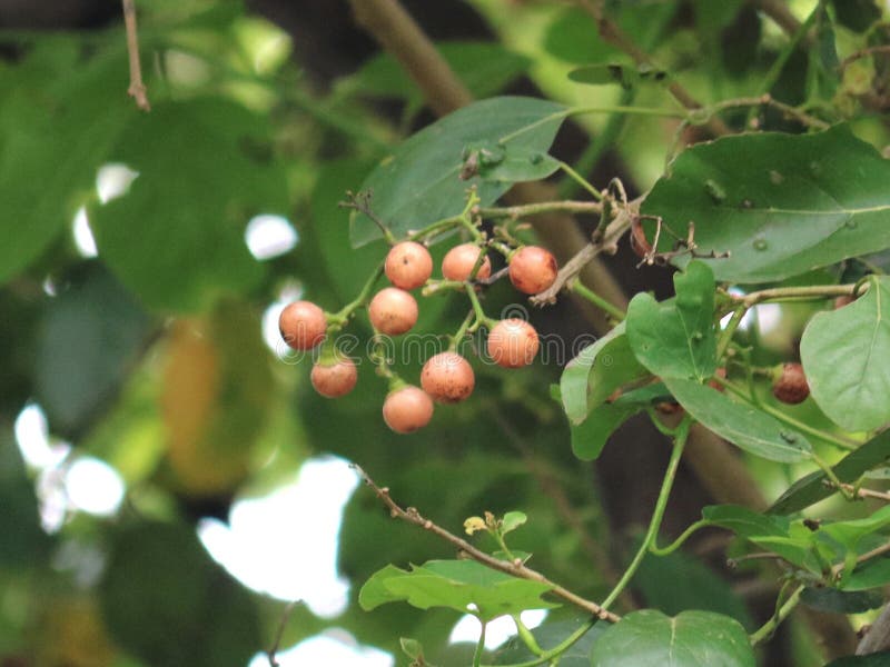 Assyrian Plum Stock Photos - Free & Royalty-Free Stock Photos from ...