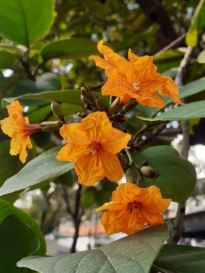Cordia Sebestena or Geiger Tree Stock Image - Image of yellow, food ...