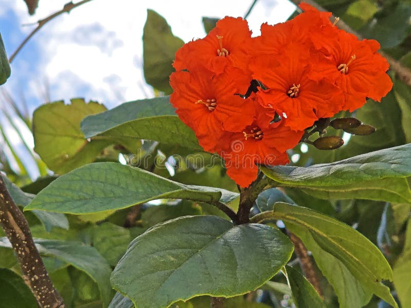 Cordia Sebestena, or, Geiger Tree Blossoms -01 Stock Photo - Image of ...