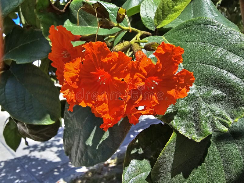 Cordia Sebestena, or, Geiger Tree Blossoms -02 Stock Photo - Image of ...