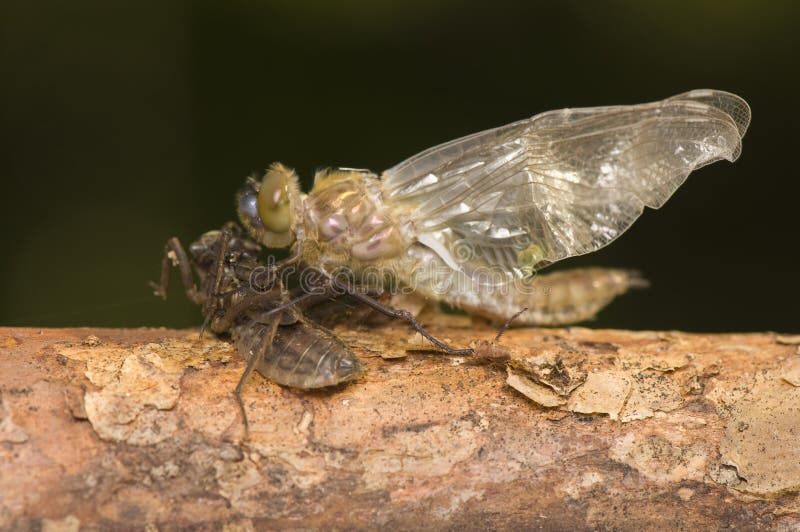 Cordulia Aenea - Chrysalis, Metamorphosis Stock Photo - Image of nature ...