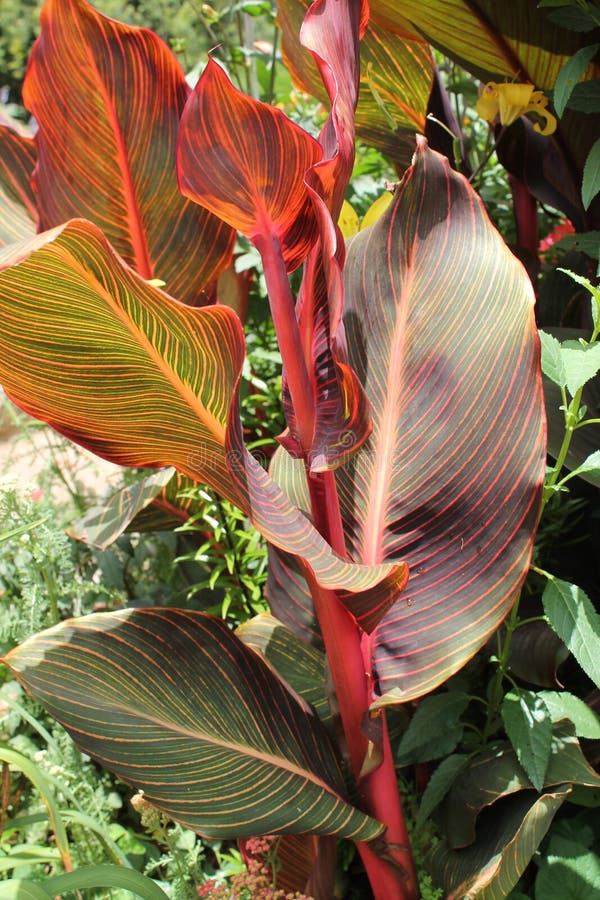 Cordyline stock photo. Image of yellow, leaves, large - 29495390