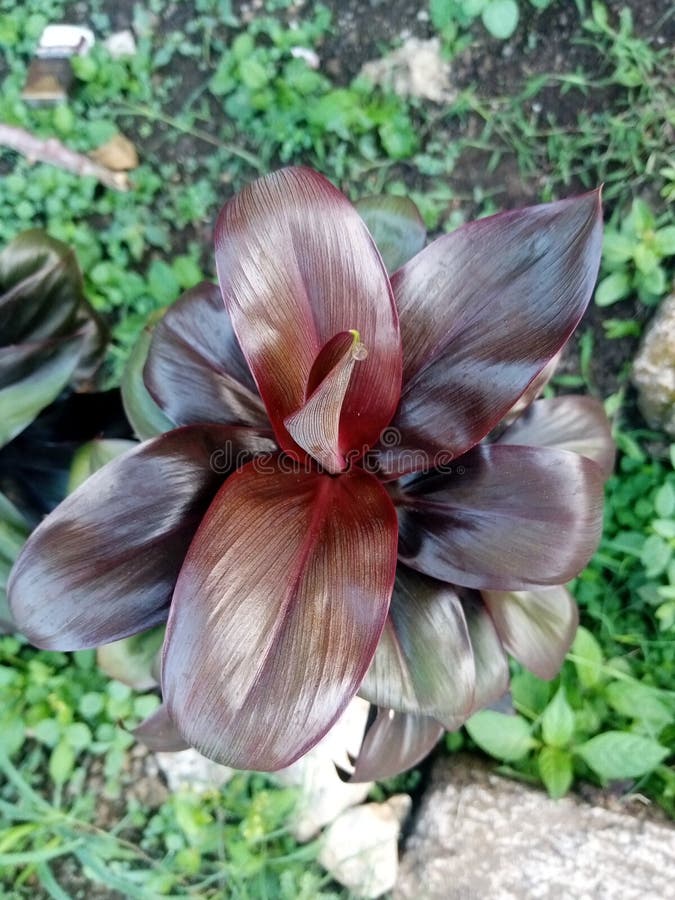 Cordyline Fruticosa Palm Lily , Shoots of Palm Lily Plants , the Shoot ...