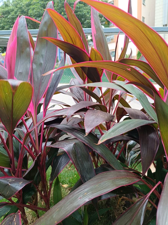 Cordyline Fruticosa or the Good Luck Tree is an Erect Clumping ...