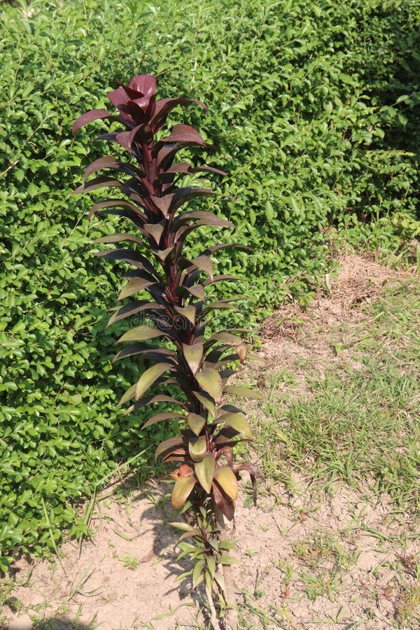 Cordyline Fruticosa Ruby Leaf Plant Stock Photo - Image of gardening ...