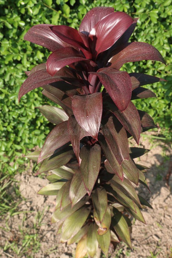 Cordyline Fruticosa Ruby Leaf Plant Stock Photo - Image of tropical ...