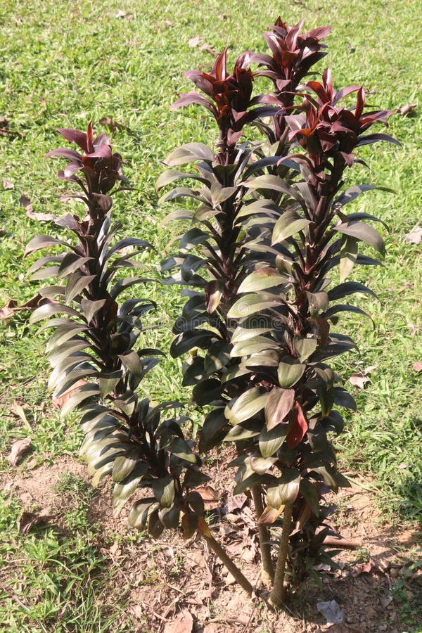Cordyline Fruticosa Ruby Leaf Plant Stock Photo - Image of wild ...