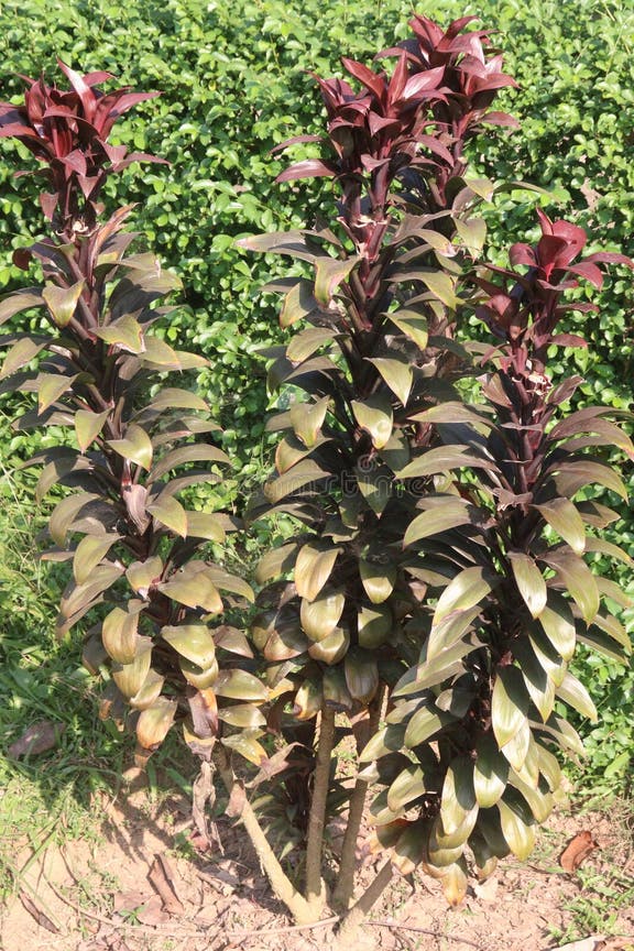 Cordyline Fruticosa Ruby Leaf Plant Stock Photo - Image of flora ...