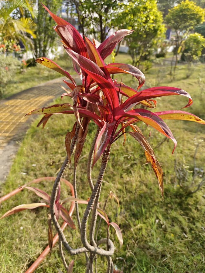 Cordyline Fruticose Plant in the Garden Stock Image - Image of tree ...