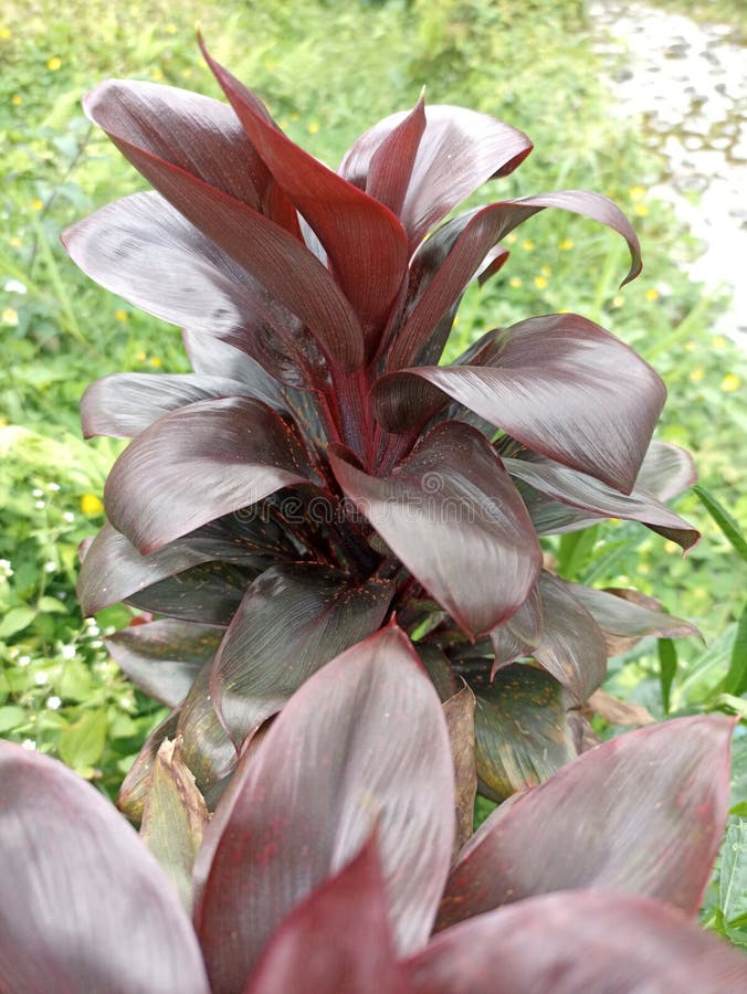 Cordyline Terminalis Ruby in the Garden Stock Image - Image of food ...