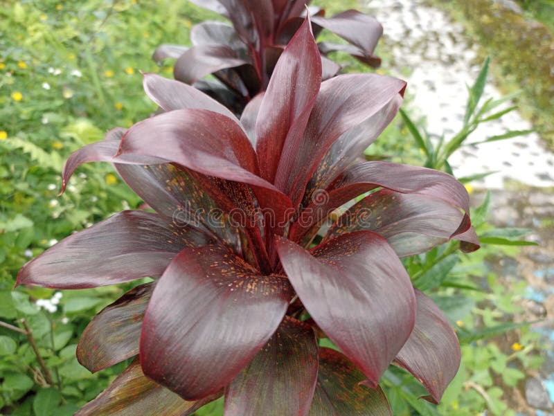 Cordyline Terminalis Ruby ??in the Garden Stock Photo - Image of beauty ...