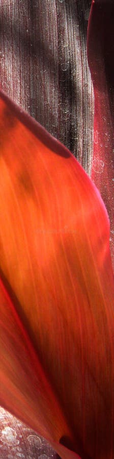 Cordyline (Ti rouge) photo stock. Image du beau, écologie - 40086240