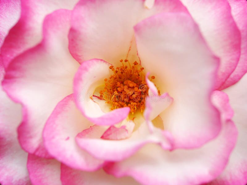 Core of Beautiful Pink Rose Stock Photo - Image of rose, petal: 85070786