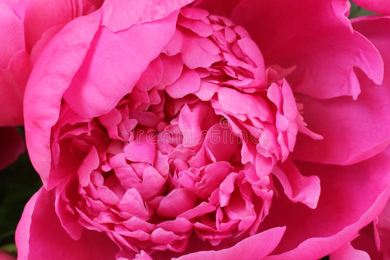 The Core of a Beautiful Small Opened Hot Pink Peony. Stock Photo ...