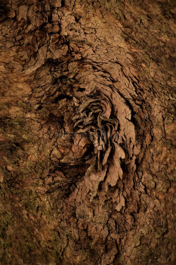 Core stock photo. Image of tree, closeup, greece, core - 114221230