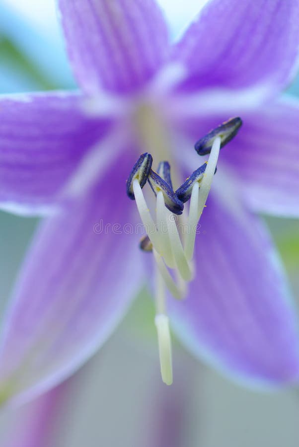Core bell flower close-up stock photo. Image of bluebell - 27196226