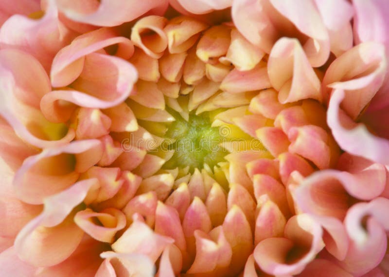Core of Big Beautiful Flower Stock Image - Image of photograph ...
