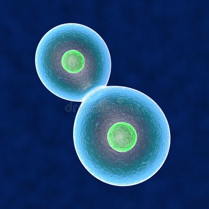 Core cell stock illustration. Illustration of duplication - 33702469