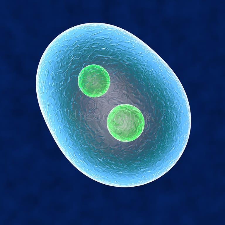 Core cell stock illustration. Illustration of anatomy - 33702482