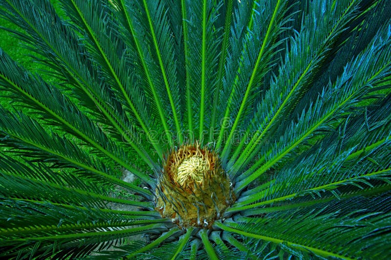 Core of crown of palm tree stock photo. Image of small - 119766154
