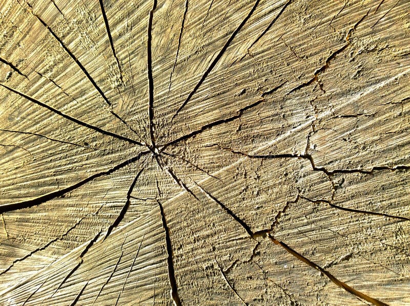 The Core of a Cut Tree with Cracks Stock Photo - Image of center ...