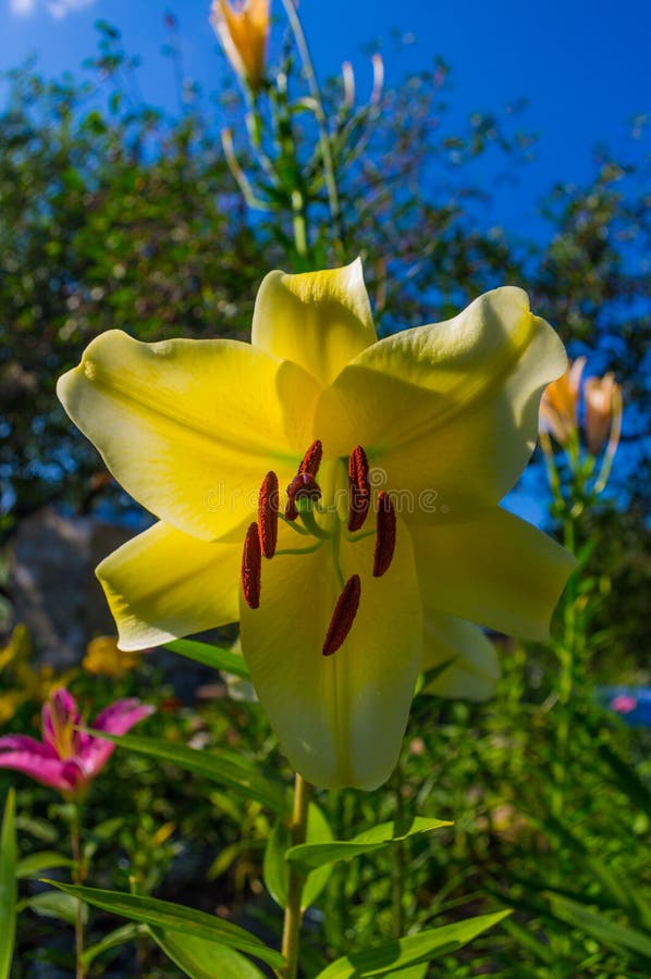 Core Flower Yellow Lily Closeup Stock Photo - Image of flowers, plant ...