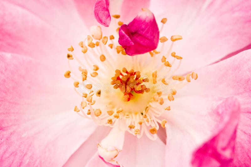 Core flowers stock image. Image of natural, floral, dahlia - 4915863