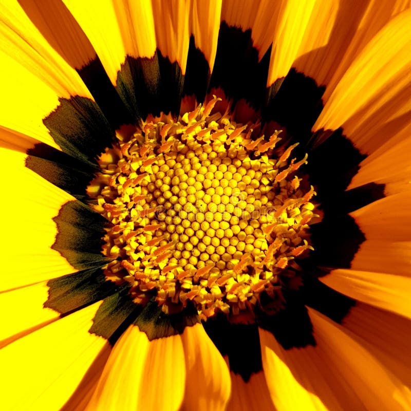 Core Flower Yellow Lily Closeup Stock Photo - Image of flowers, plant ...