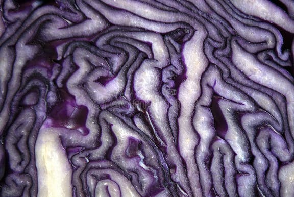 Core and Inside Patterns of a Red Cabbage Stock Photo - Image of lying ...