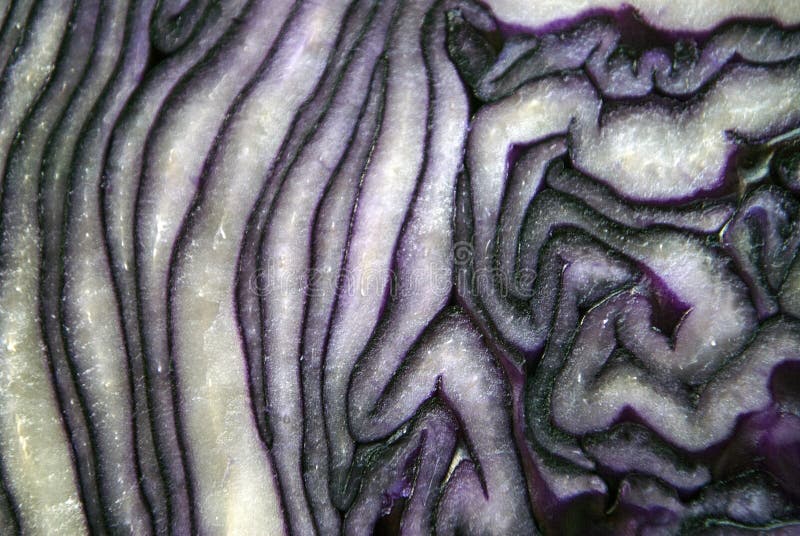 Core and Inside Patterns of a Red Cabbage Stock Photo - Image of ...